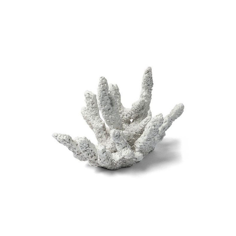 Corail blanc déco 16 x 11 cm